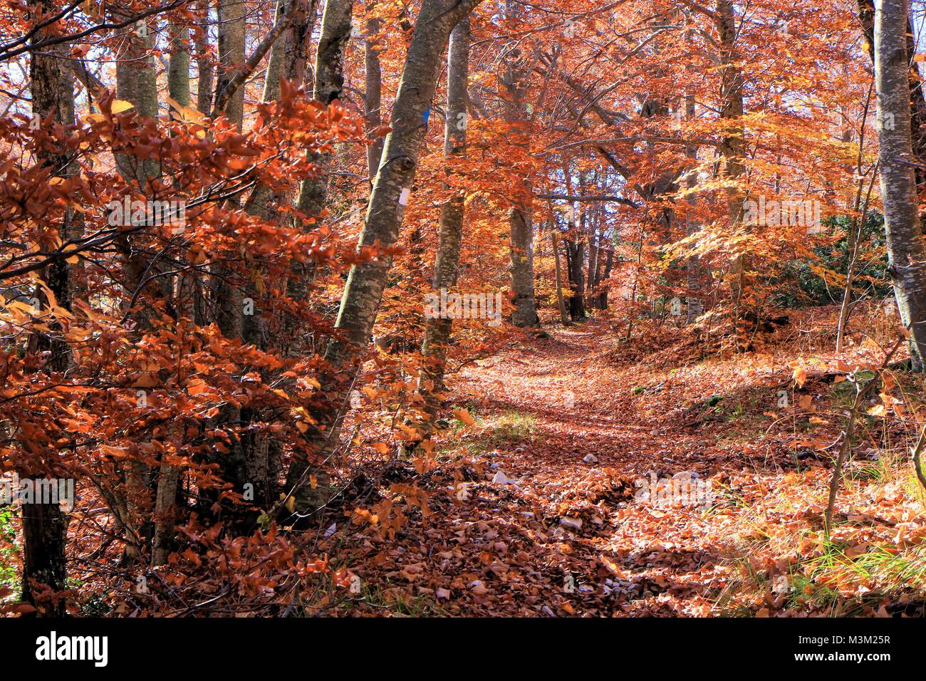 Forest landscape in autumn, Provence, France Stock Photo - Alamy