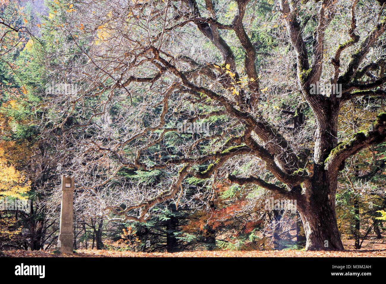 Autumn temperate deciduous forest hi-res stock photography and images ...