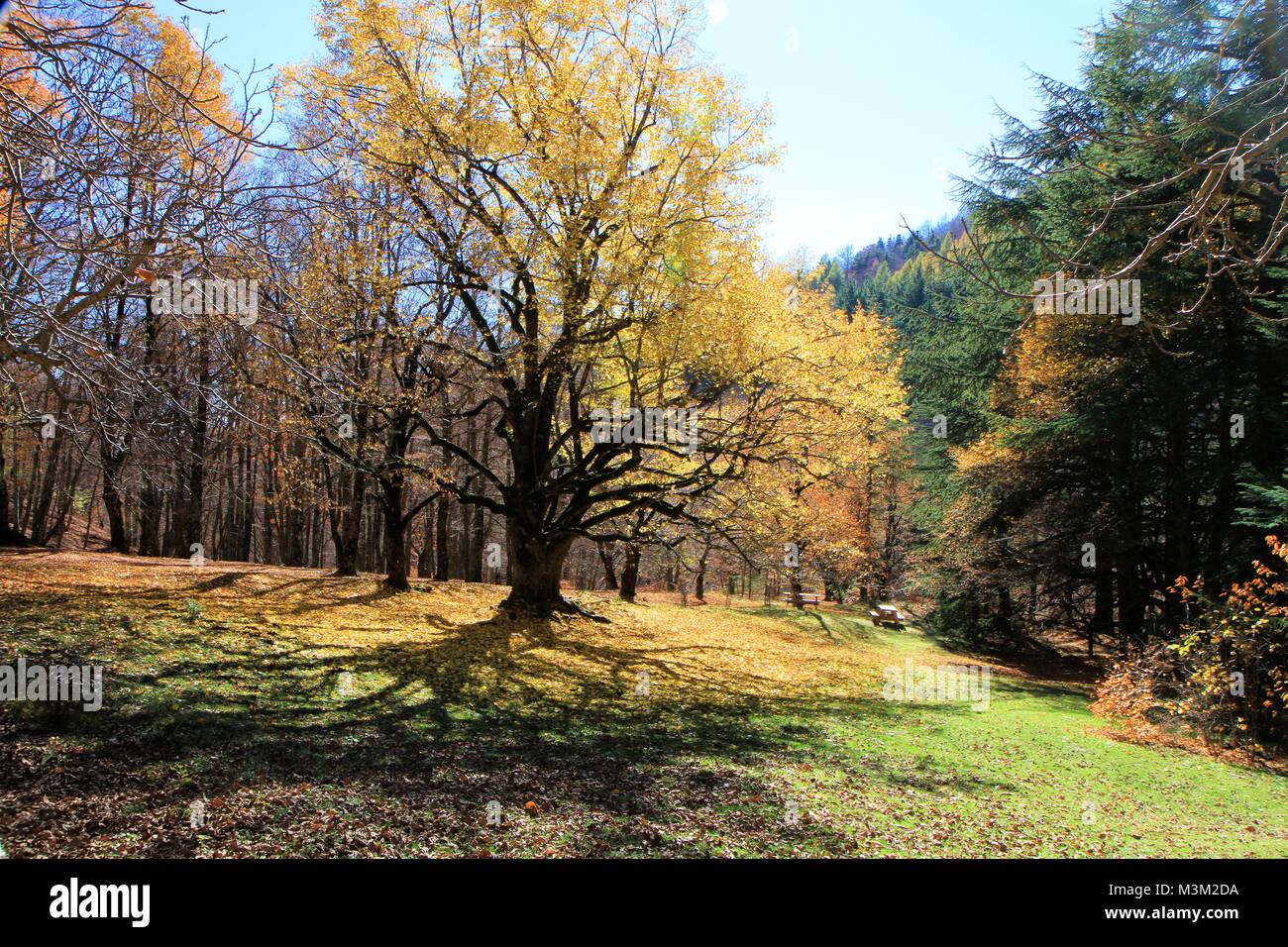 Forest landscape in autumn, Provence, France Stock Photo - Alamy