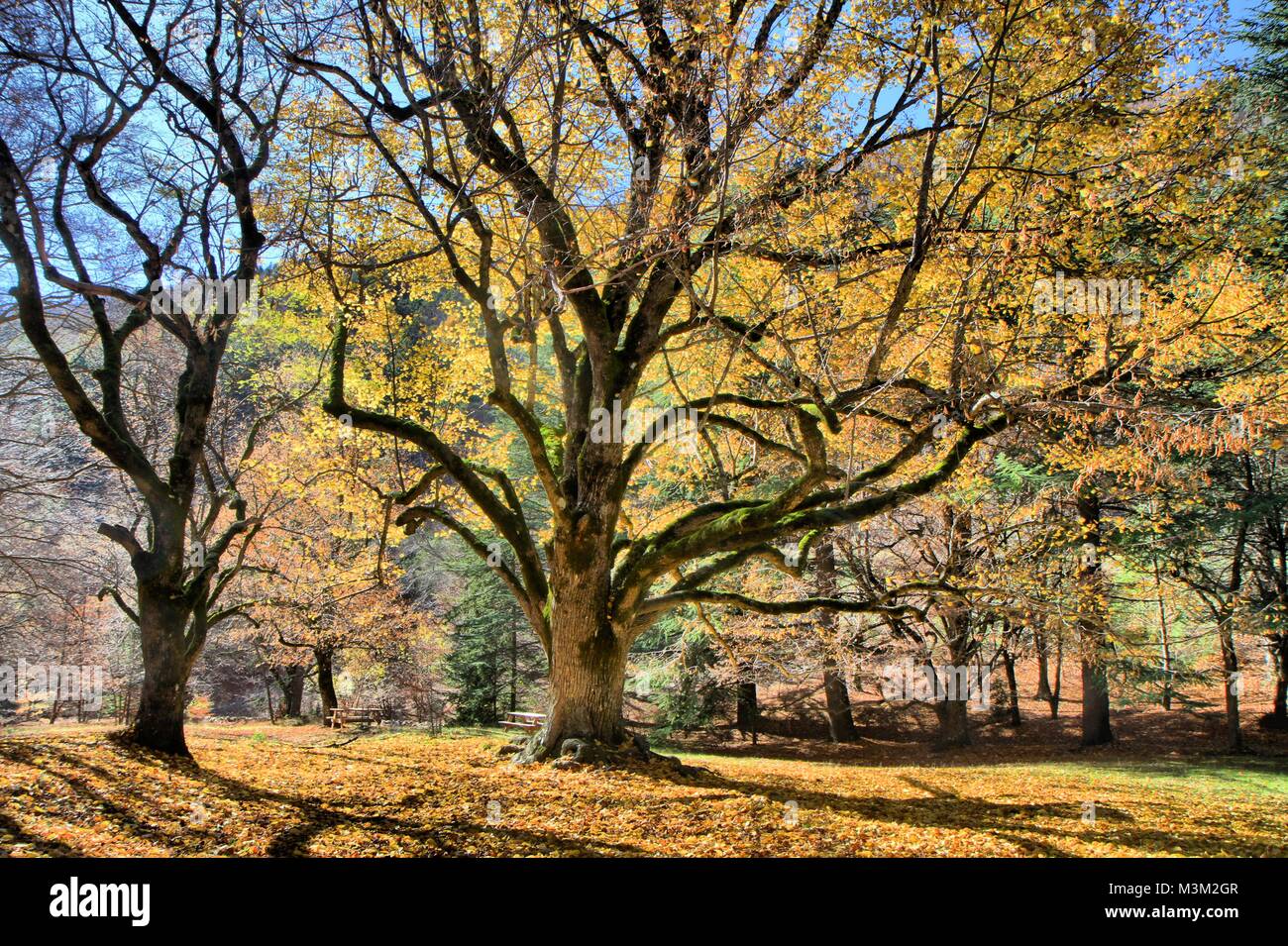 Temperate forest in autumn colourful hi-res stock photography and ...
