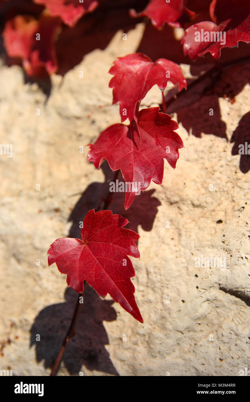 Close up of red ivy plant leaves with the sunlight and shadow in autumn ...