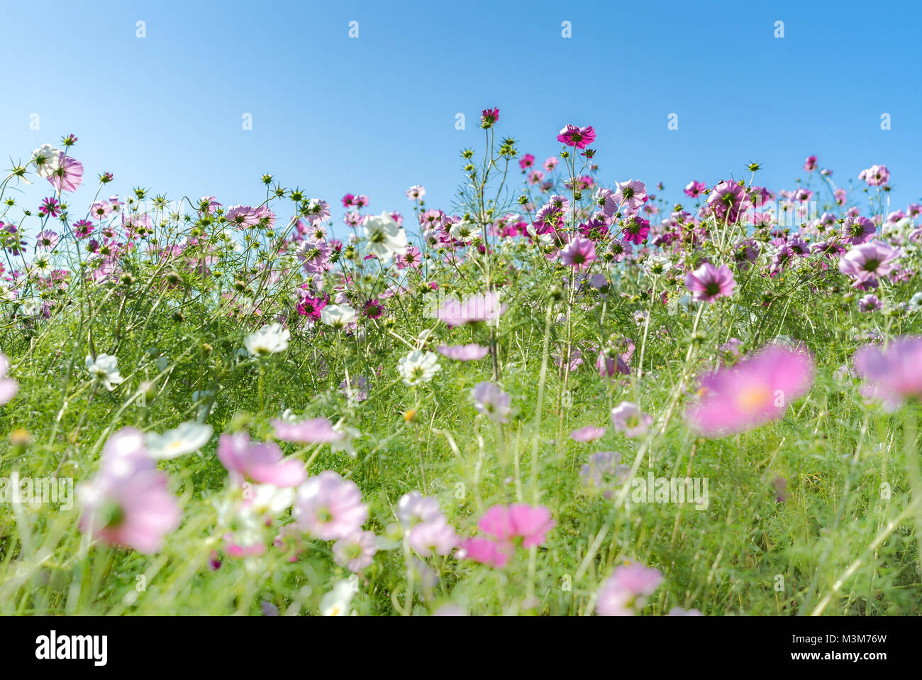 Kochia and cosmos bush with hill landscape Mountain,at Hitachi Seaside ...