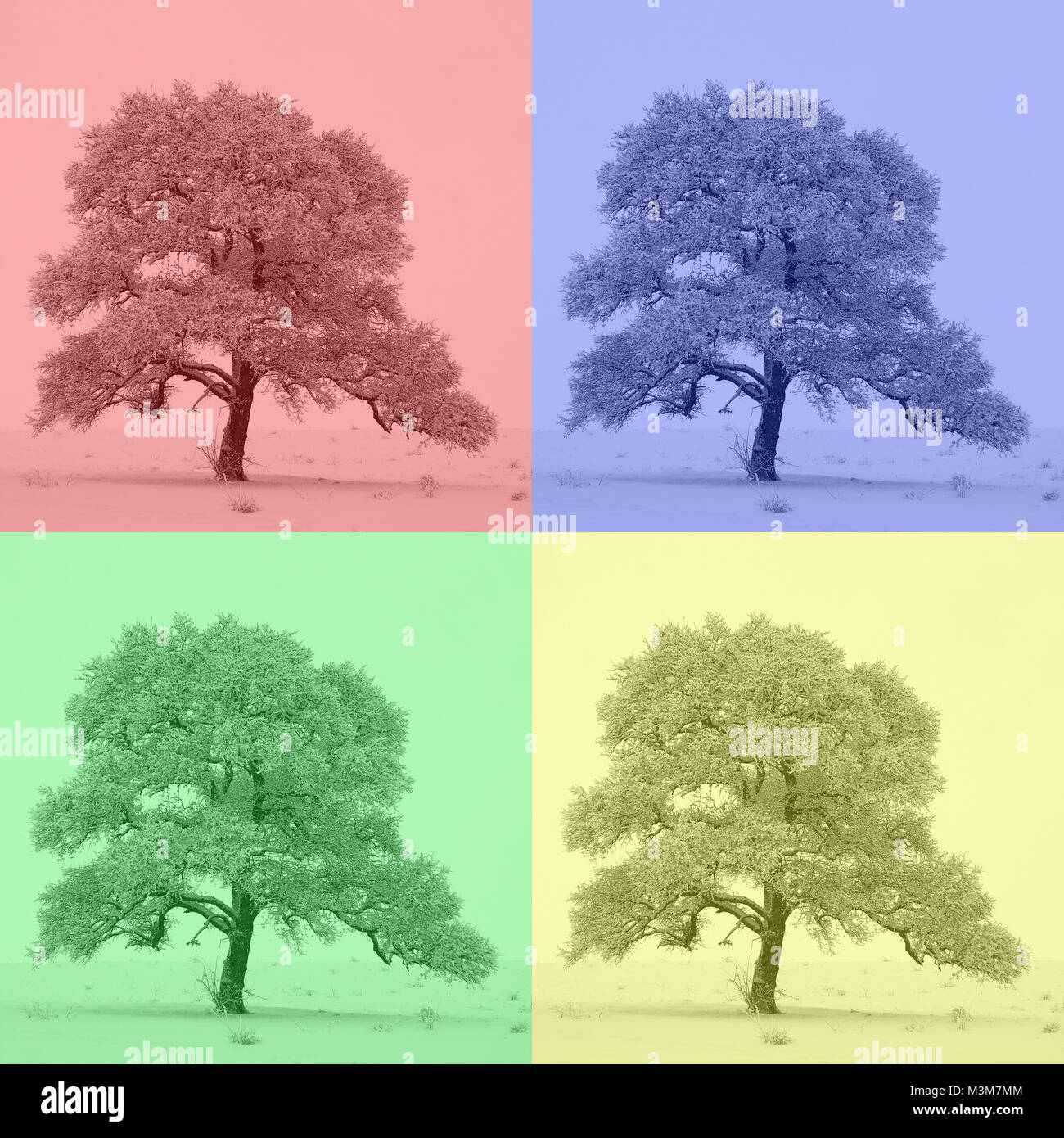 The four-color tree - The colors of nature Stock Photo - Alamy