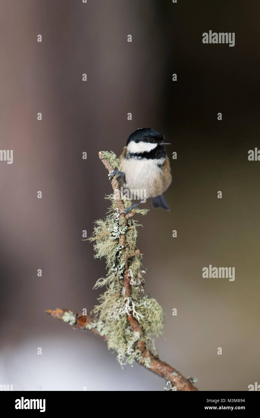 Coal Tits (Periparus ater) perched, looking for food in a garden, Ross ...