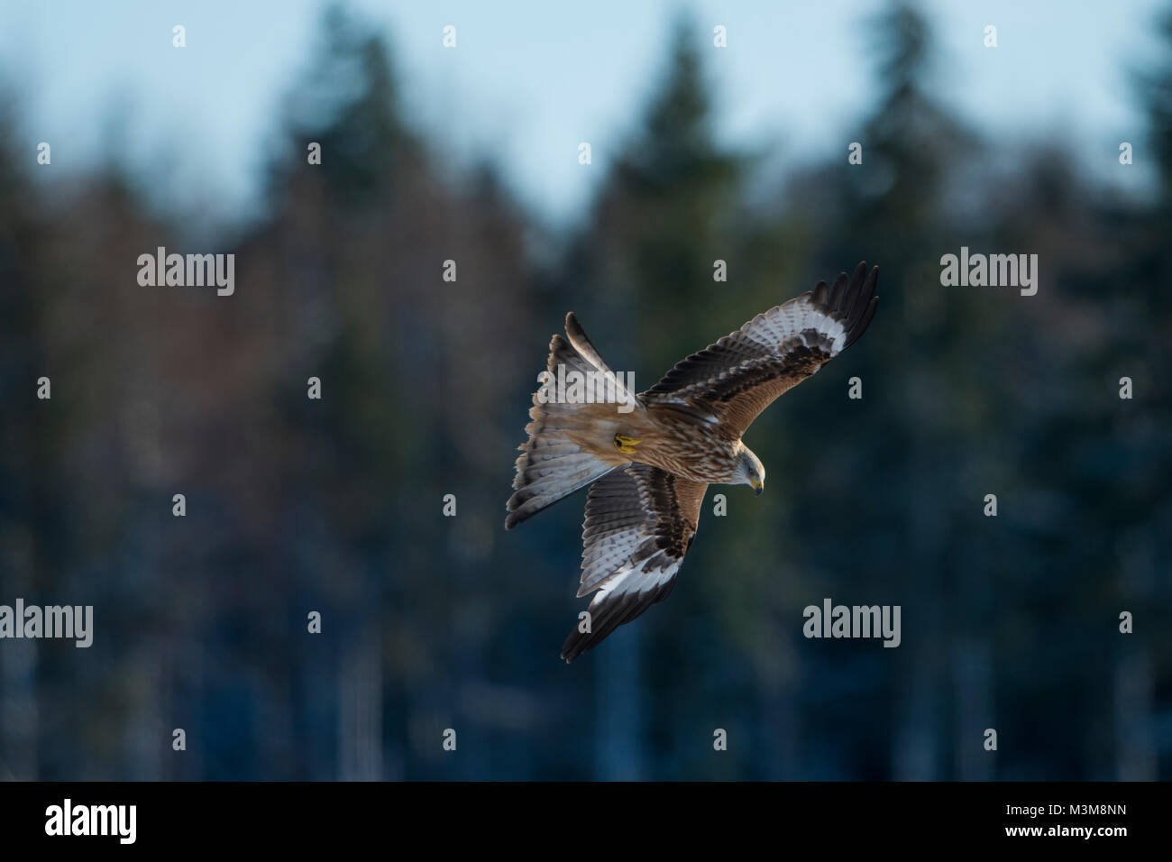 Bird with forked tail hi-res stock photography and images - Alamy
