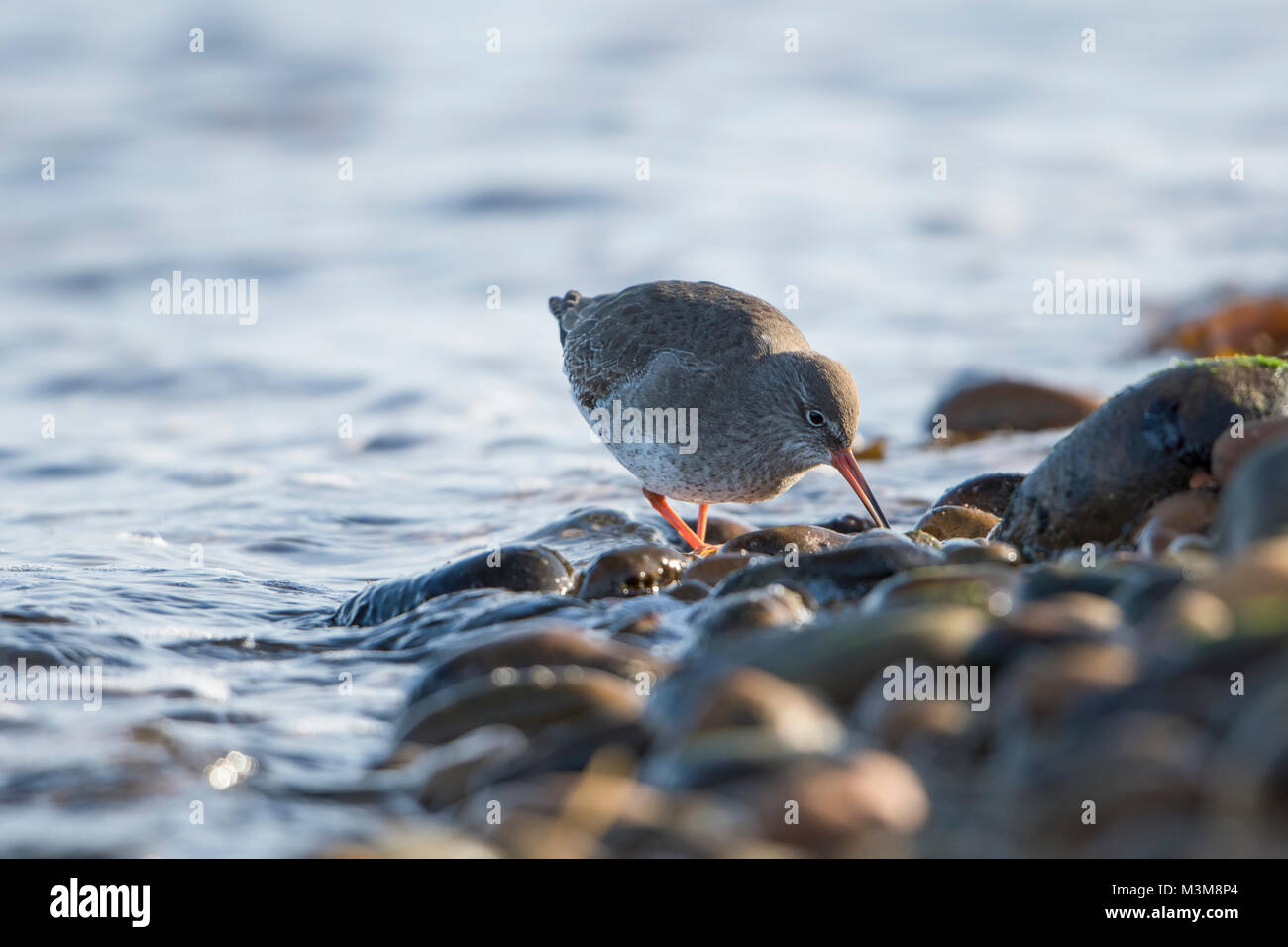 An adult common Redshank (Tringa totanus) feeding at water's edge, Loch ...