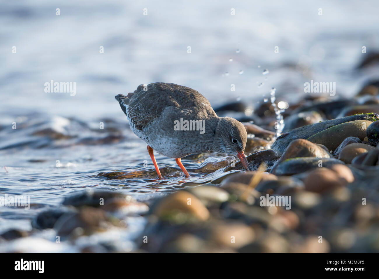 An adult common Redshank (Tringa totanus) feeding at water's edge, Loch ...