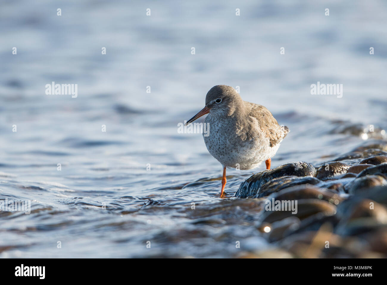 An adult common Redshank (Tringa totanus) feeding at water's edge, Loch ...