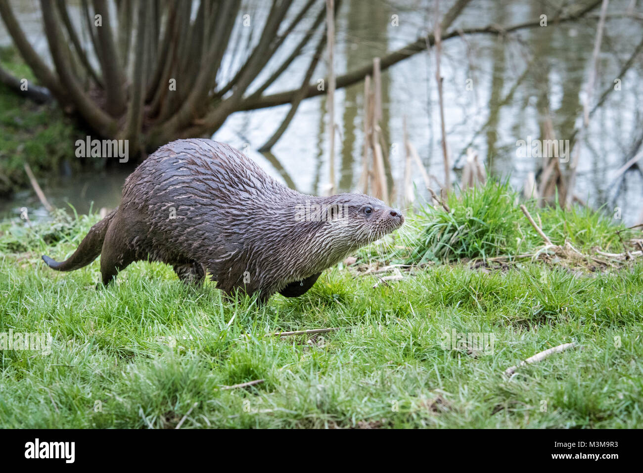 Running otter hi-res stock photography and images - Alamy