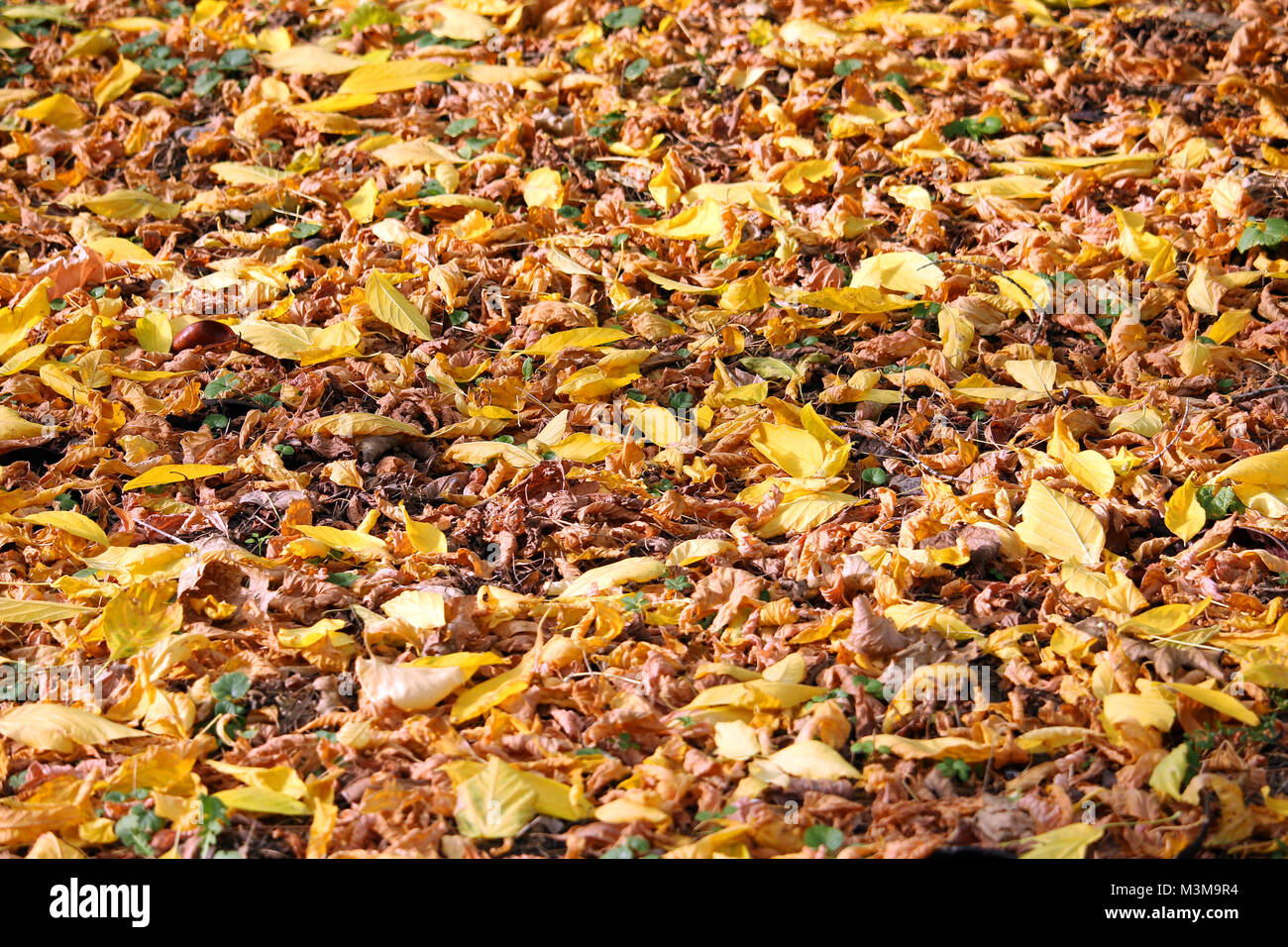 Seasonal foliage ground hi-res stock photography and images - Alamy