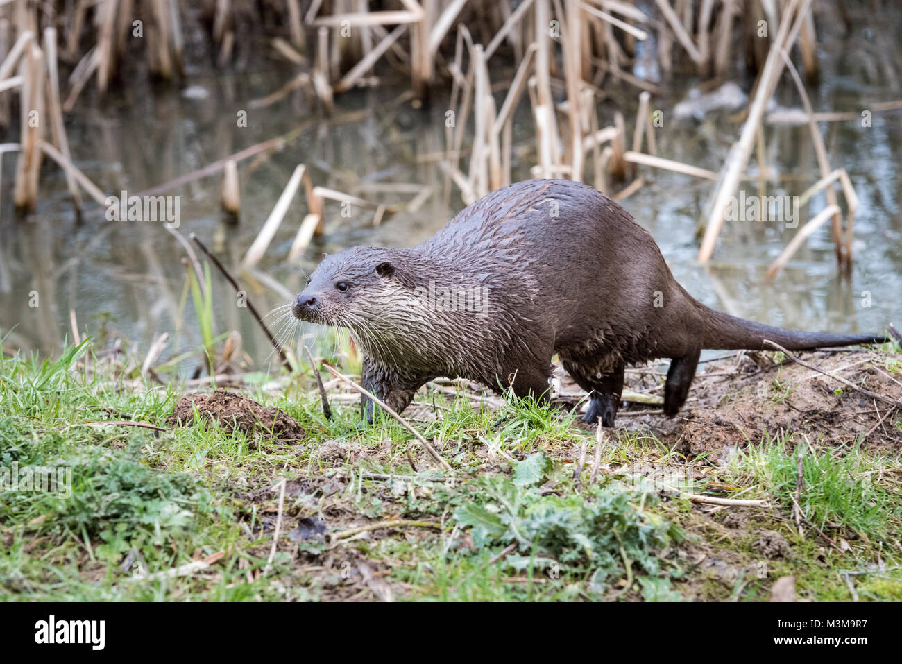 Running otter hi-res stock photography and images - Alamy