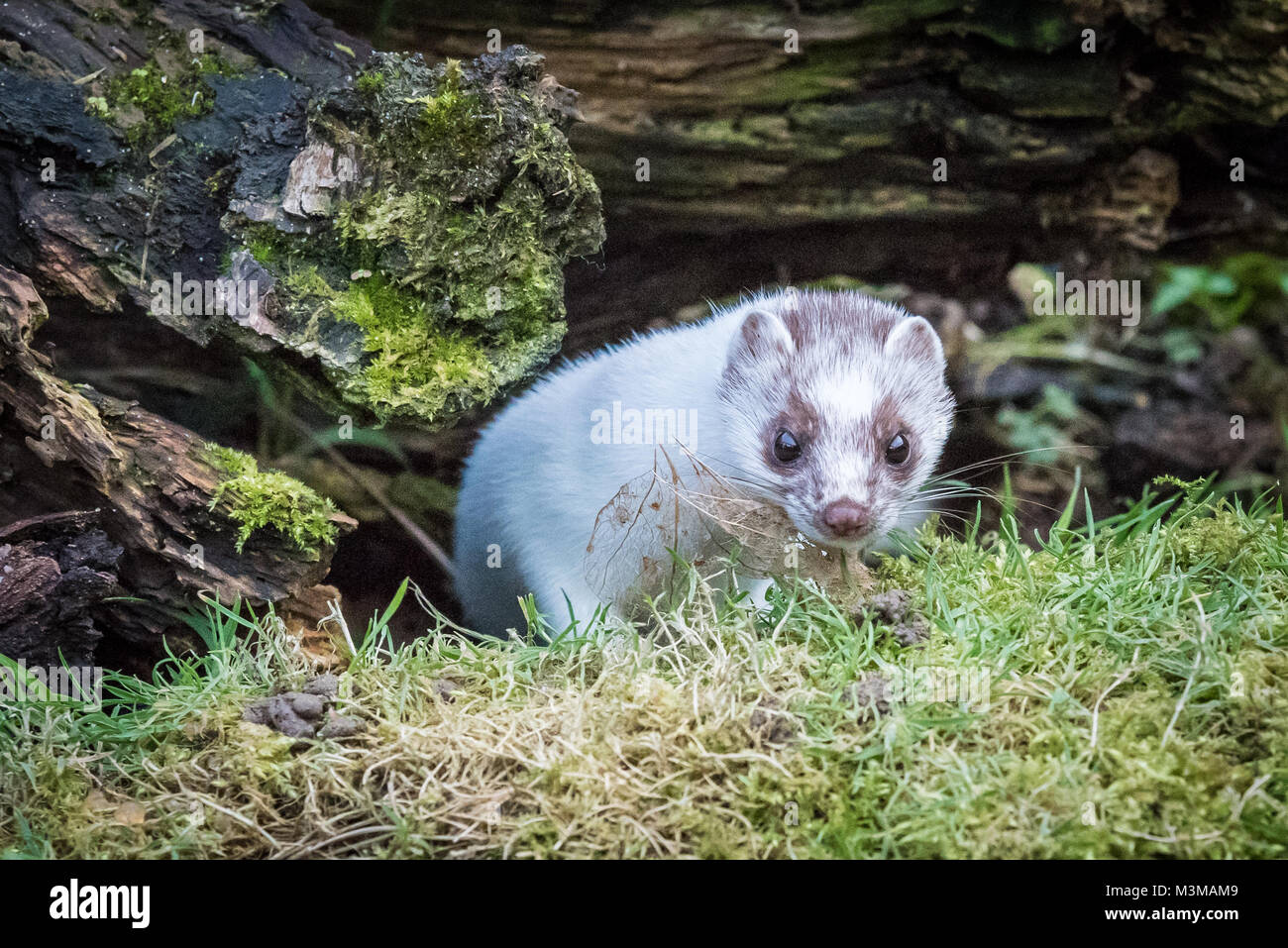Weasel and stoat hi-res stock photography and images - Alamy
