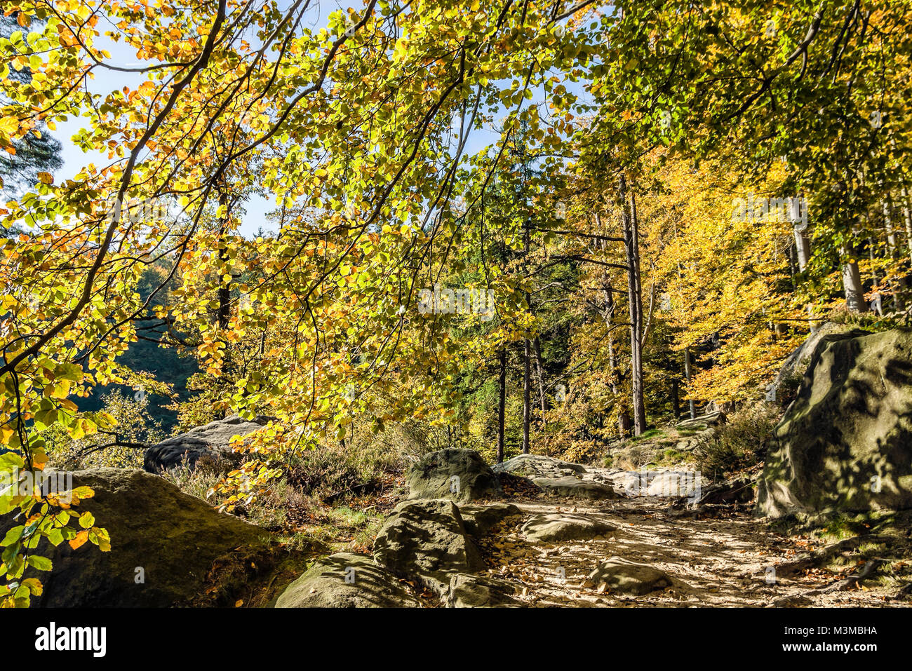 Beech forest in autumn switzerland hi-res stock photography and images ...