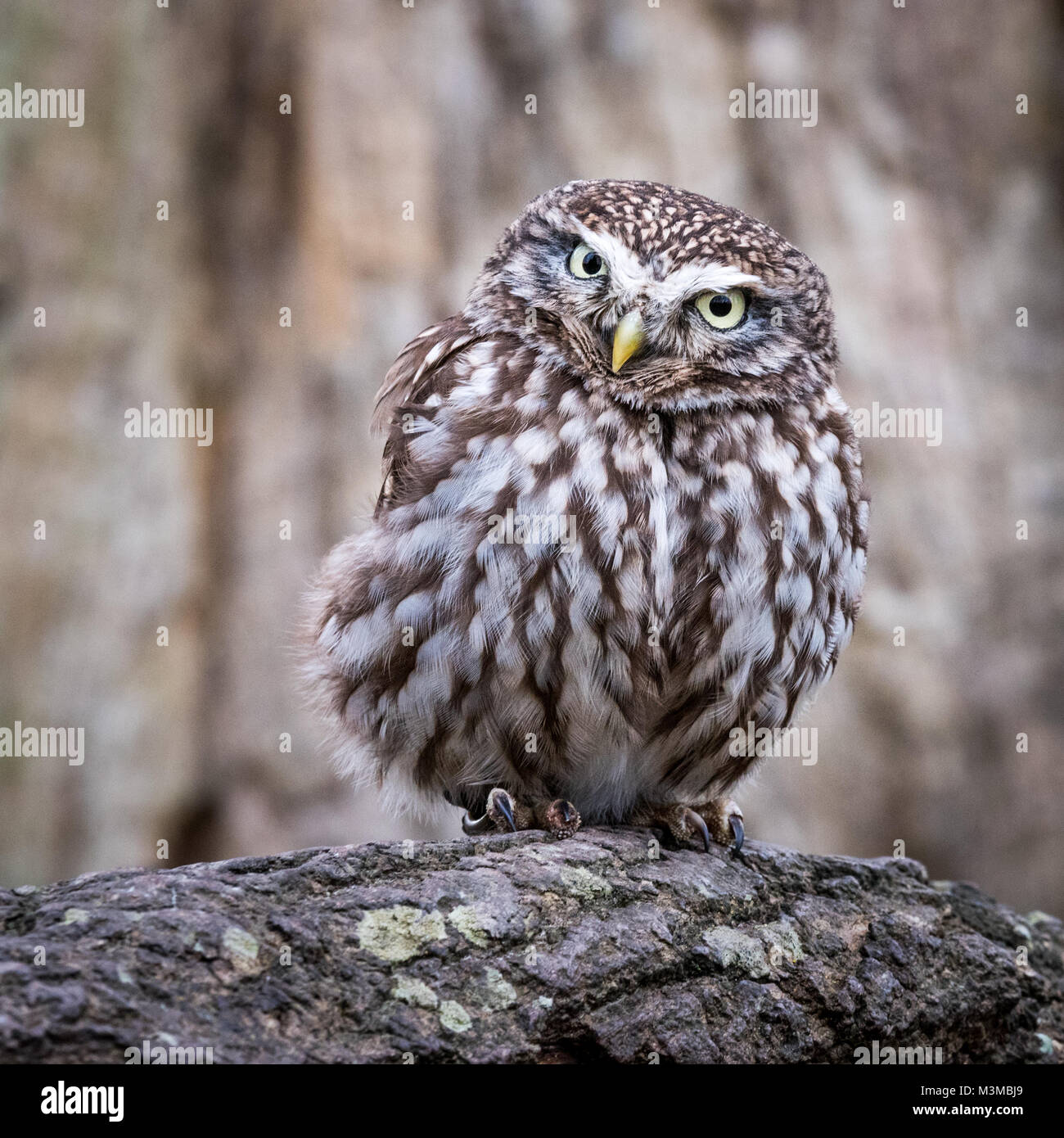 Perch on log hi-res stock photography and images - Alamy