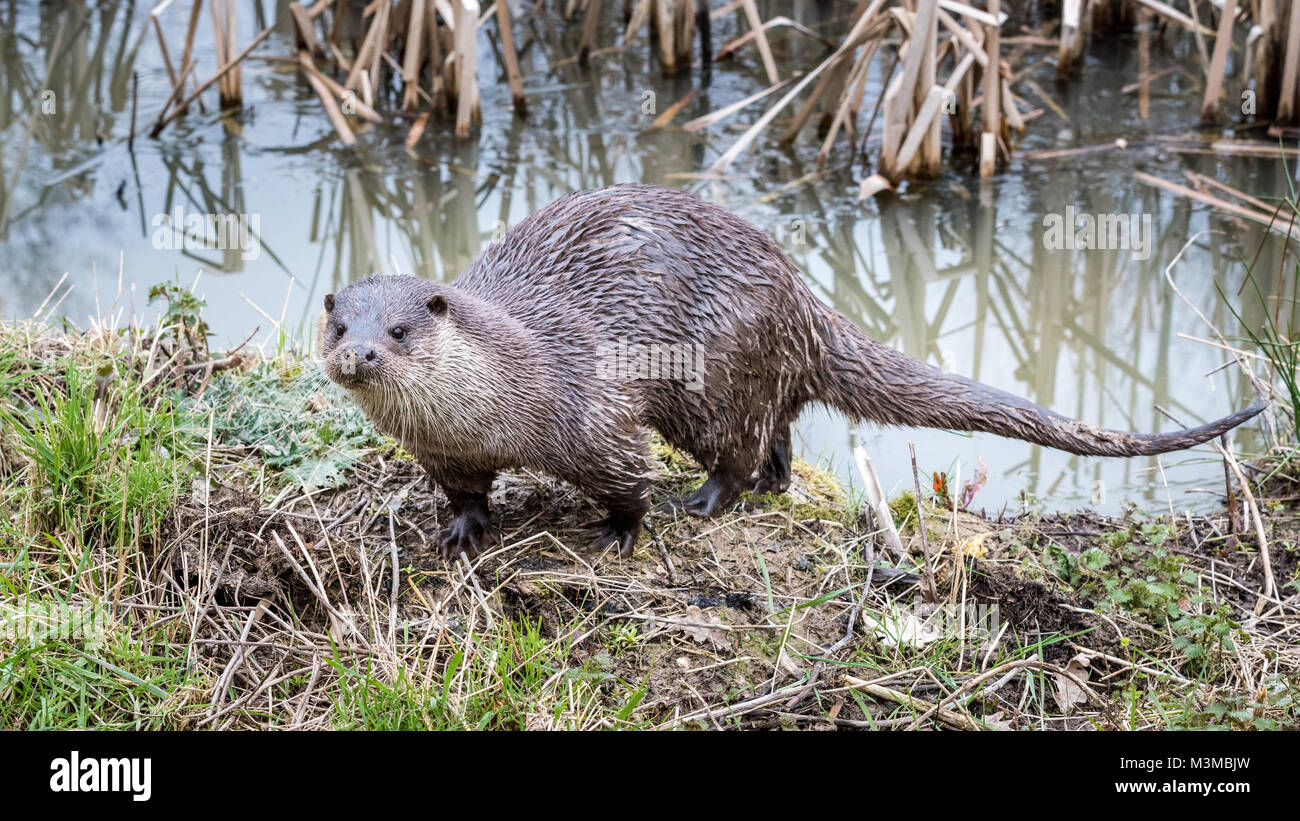 Running otter hi-res stock photography and images - Alamy