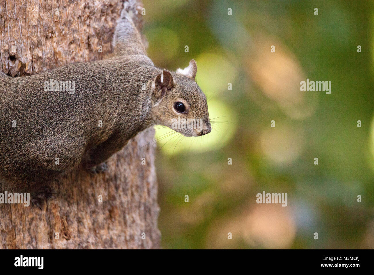 Fat eastern gray squirrel Sciurus carolinensis forages for food in a ...