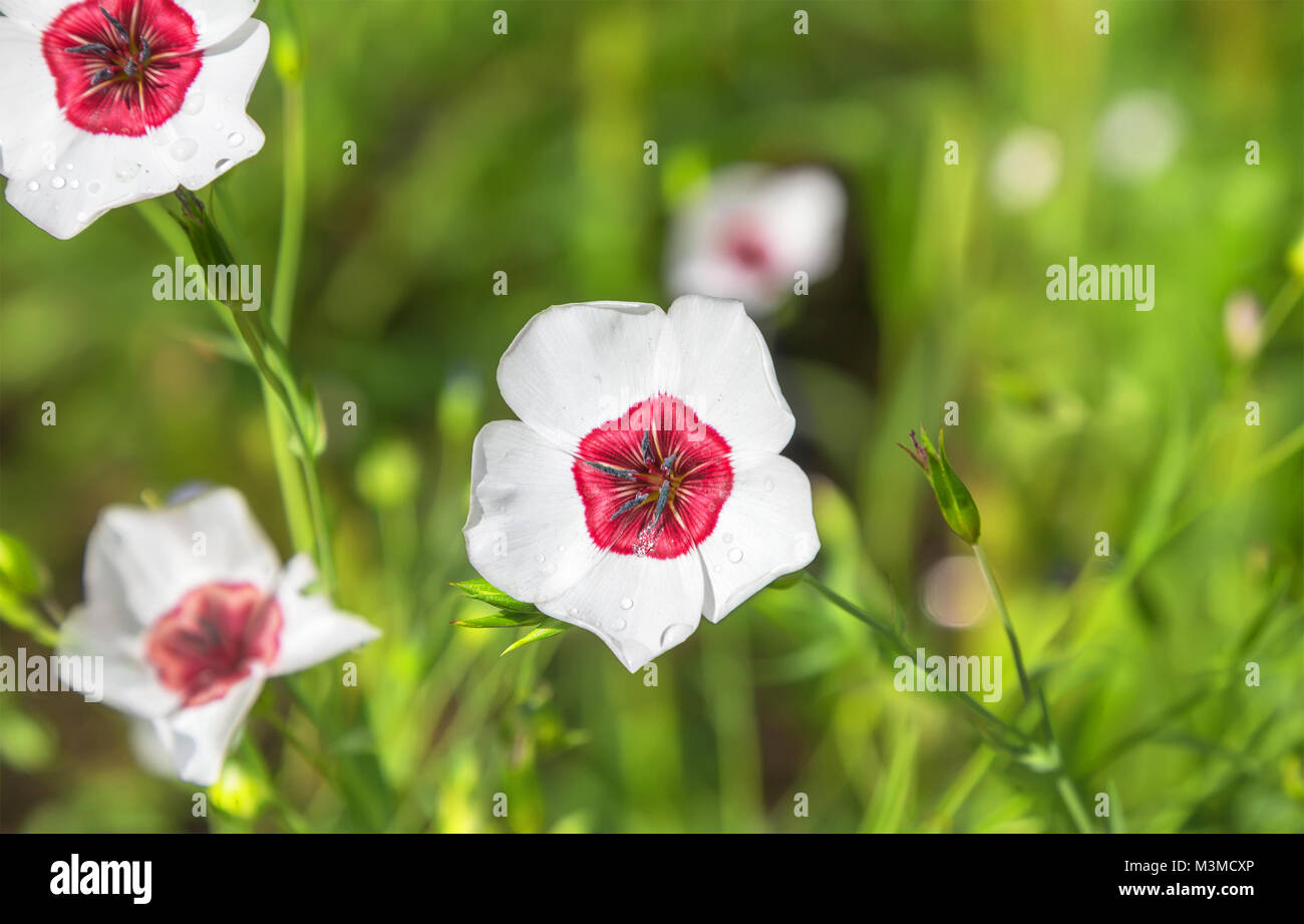 Scarlet flax hi-res stock photography and images - Alamy