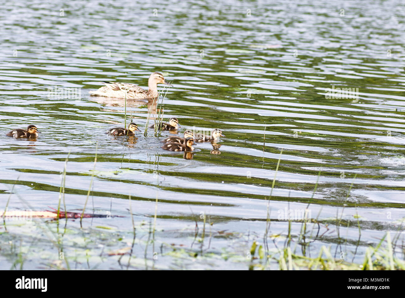 Birds on the pond. A flock of ducks and pigeons by the water. Mi Stock ...
