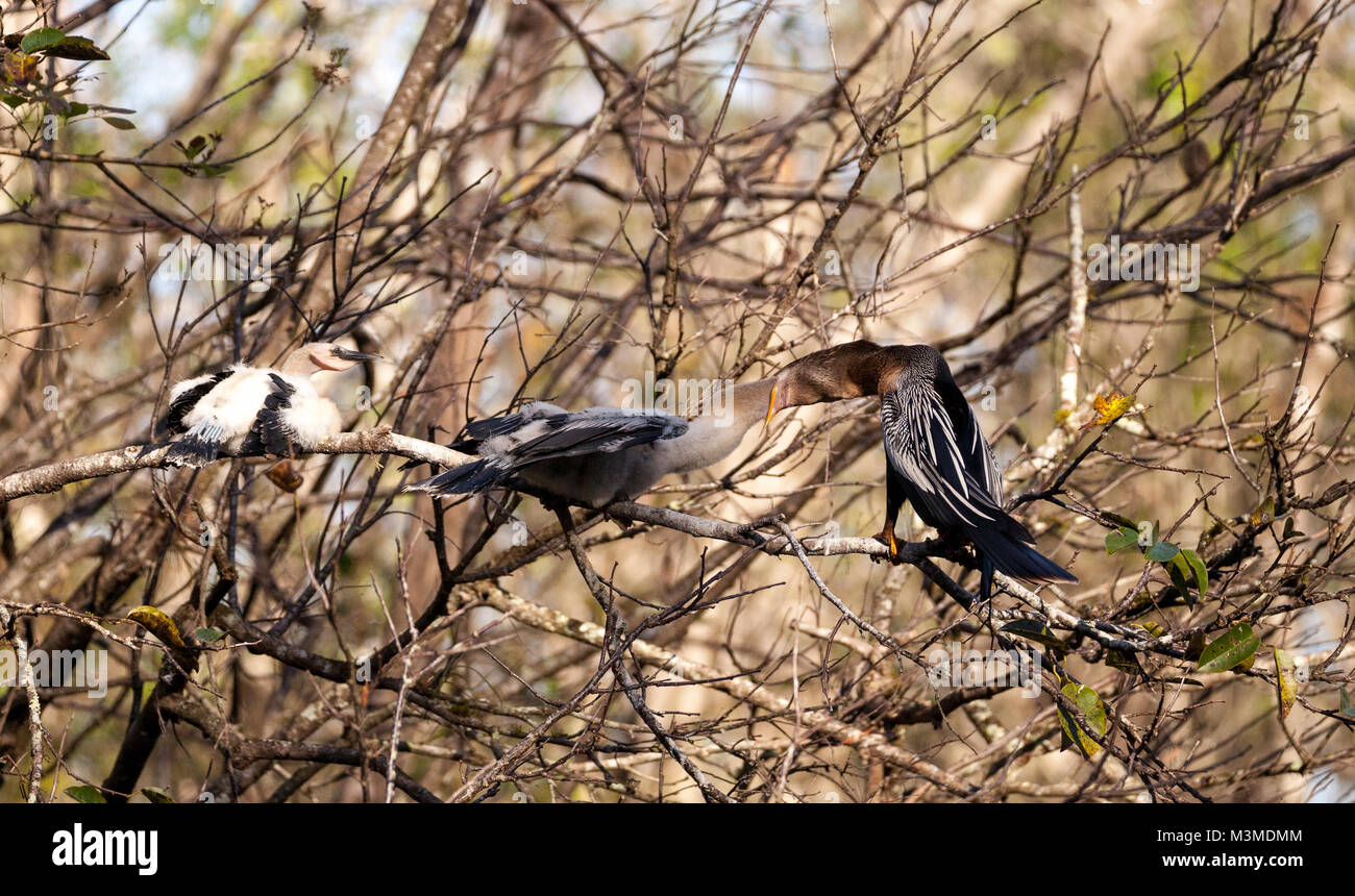 Male Anhinga bird called Anhinga anhinga and snakebird feeds a month ...