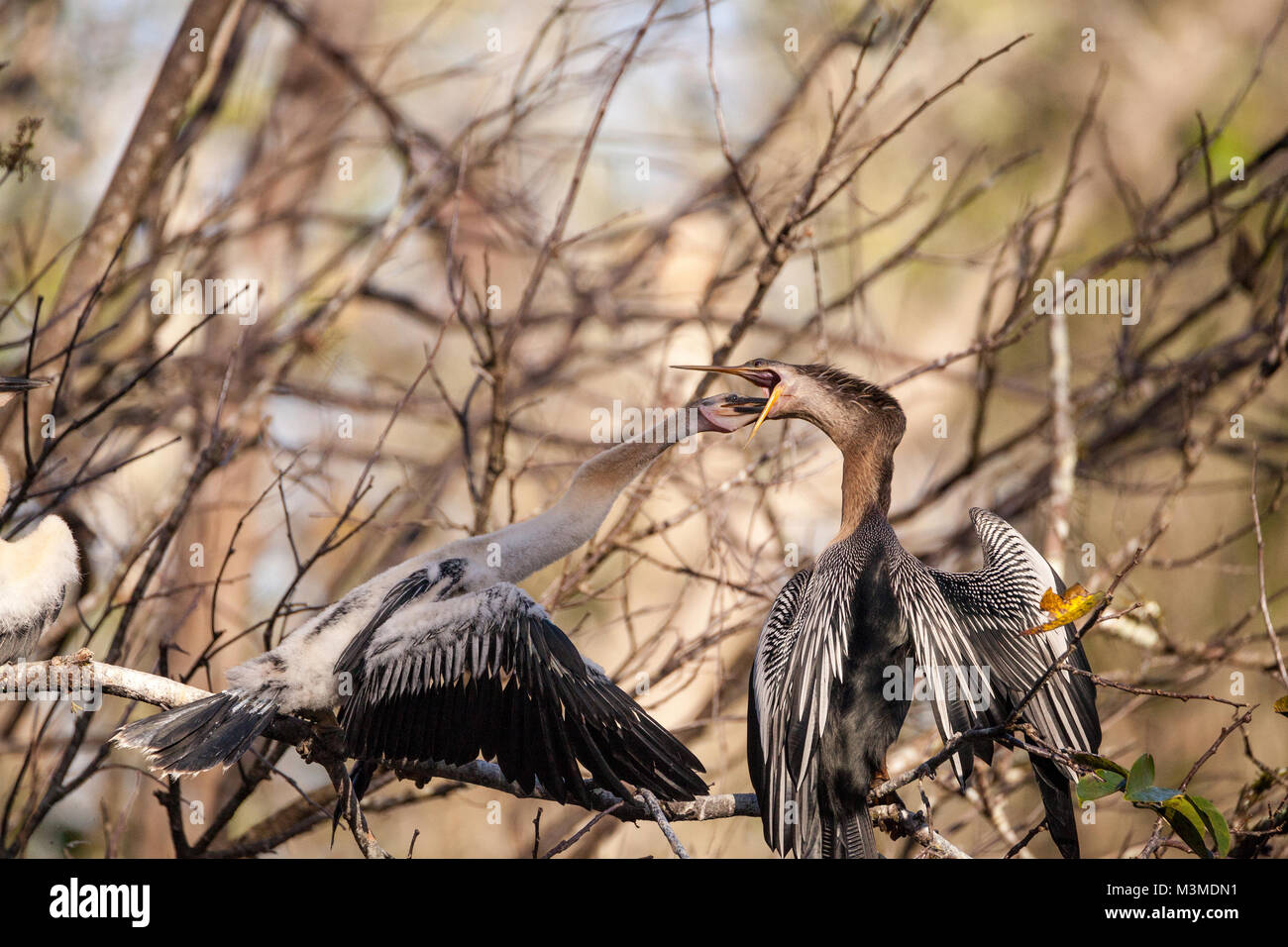 Male Anhinga bird called Anhinga anhinga and snakebird feeds a month ...