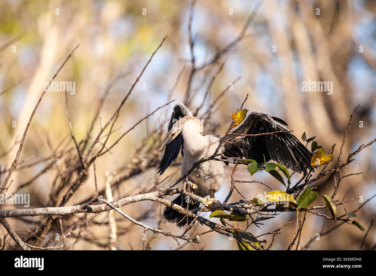 Male anhinga bird in nest hi-res stock photography and images - Alamy