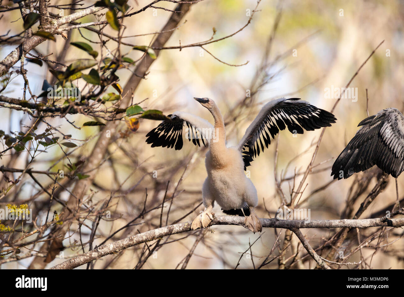 Juvenile Anhinga bird called Anhinga anhinga and snakebird near the ...