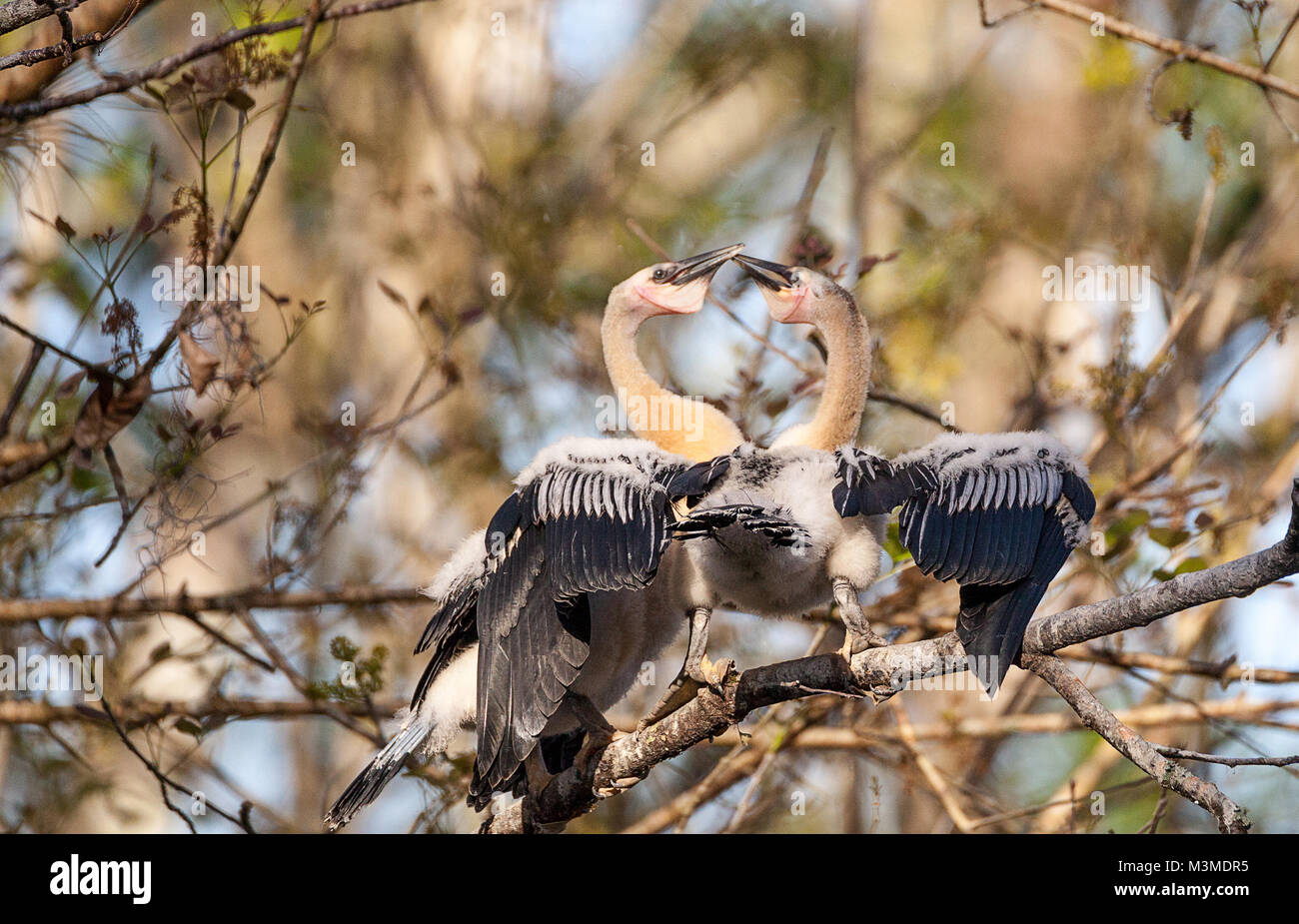 Two Juvenile Anhinga birds called Anhinga anhinga and snakebird spar ...