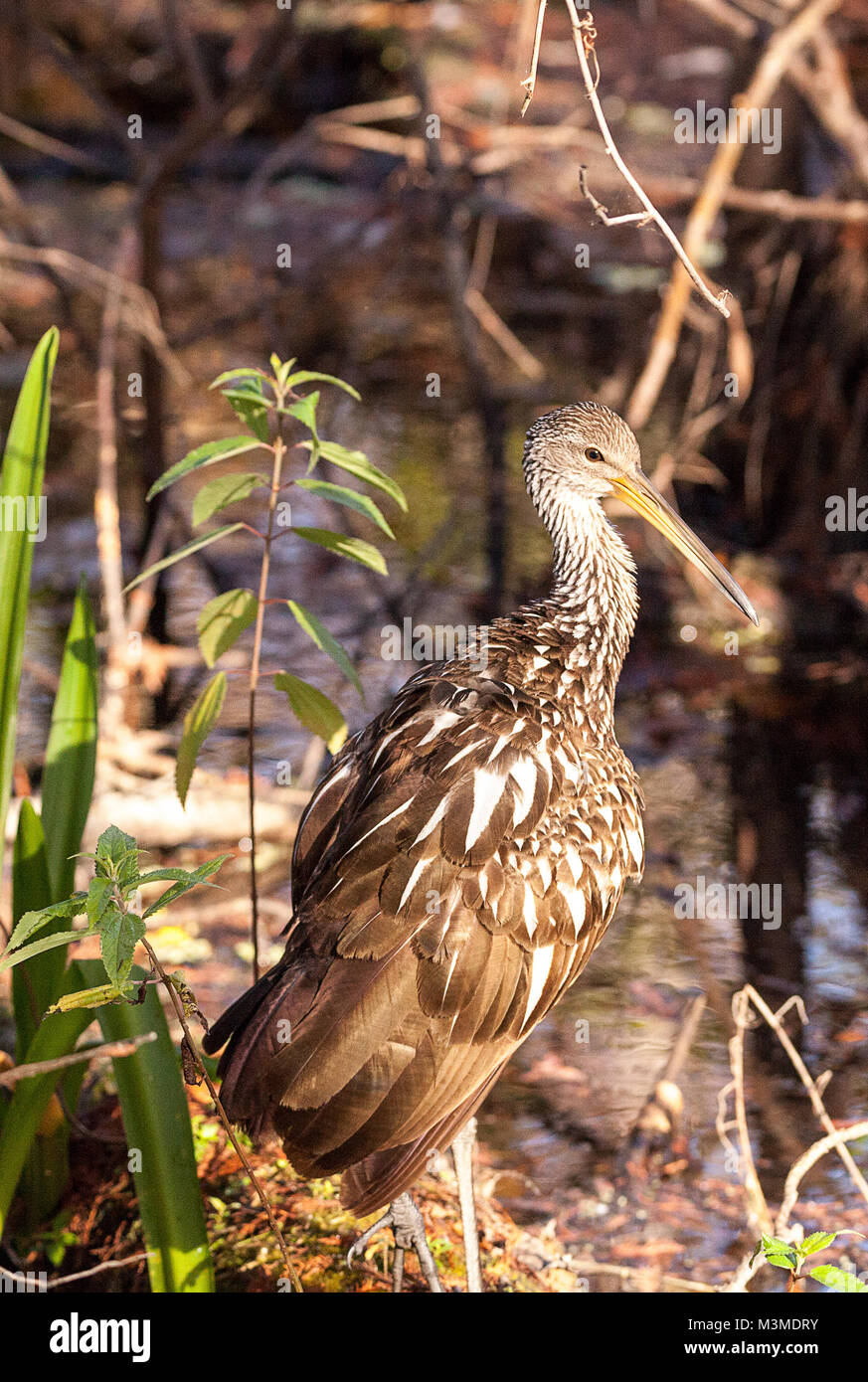 Limpkin wading bird Aramus guarauna in the Corkscrew Swamp Sanctuary of ...