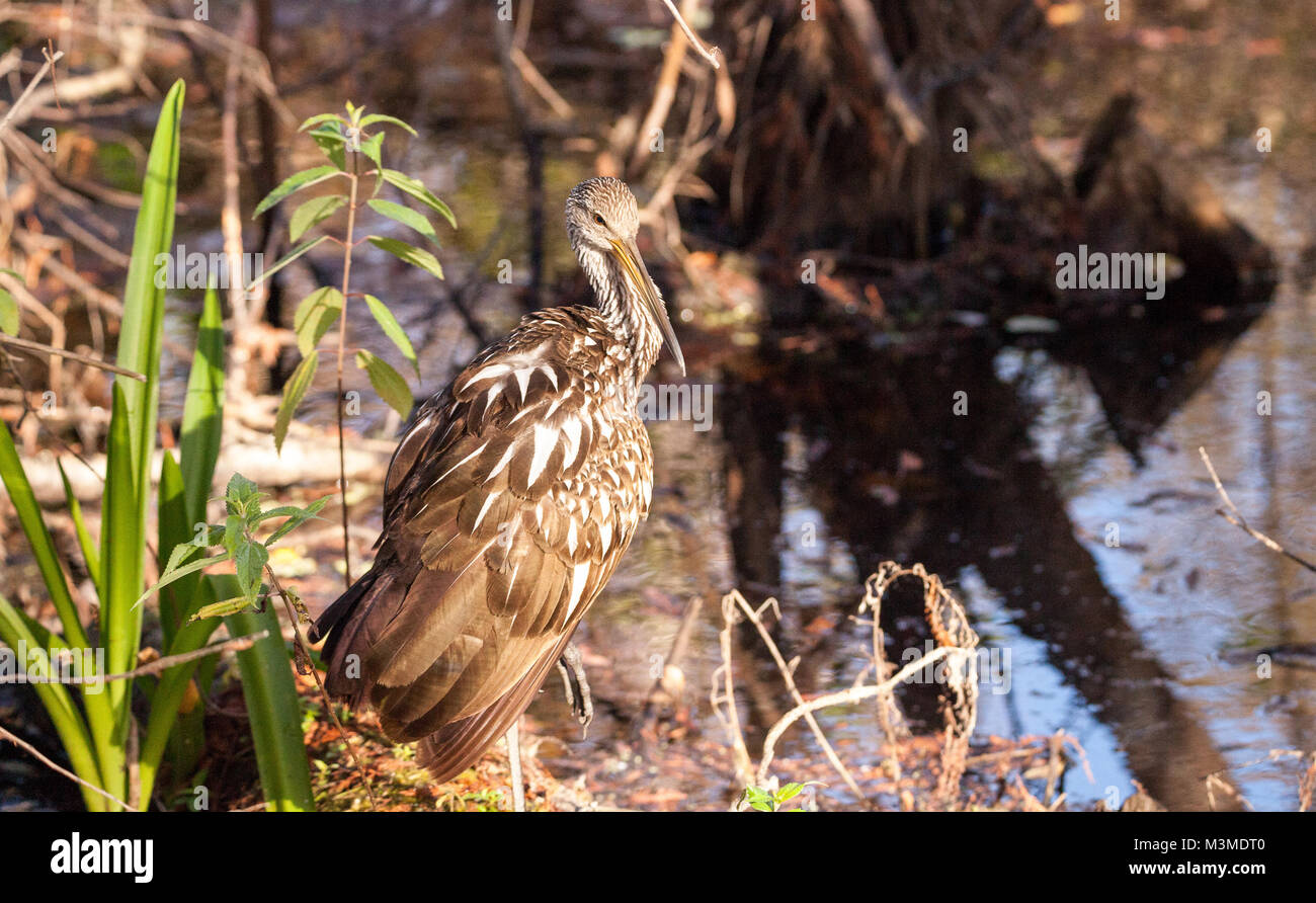 Limpkin wading bird Aramus guarauna in the Corkscrew Swamp Sanctuary of ...