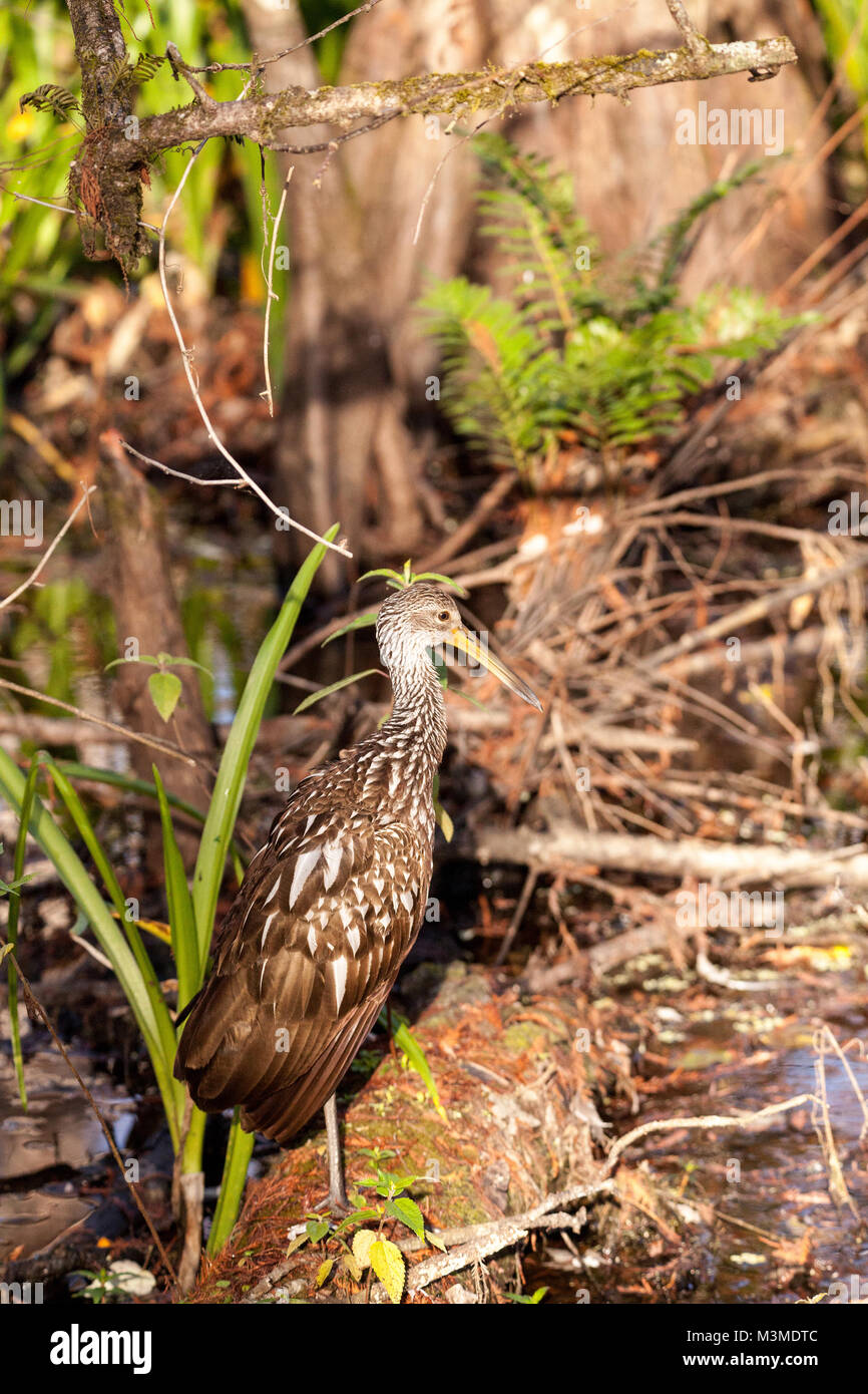 Limpkin wading bird Aramus guarauna in the Corkscrew Swamp Sanctuary of ...