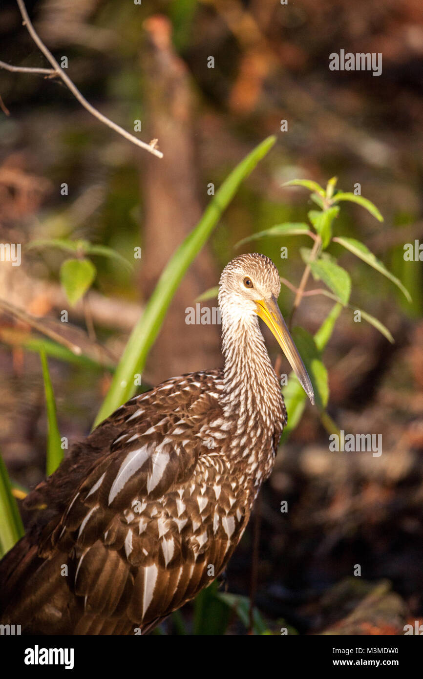 Endangered florida wading bird hi-res stock photography and images - Alamy