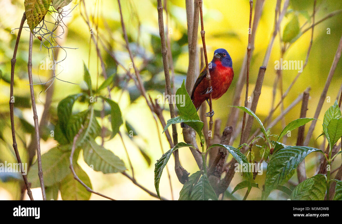 Bright Male Painted bunting bird Passerina ciris forages for food in ...