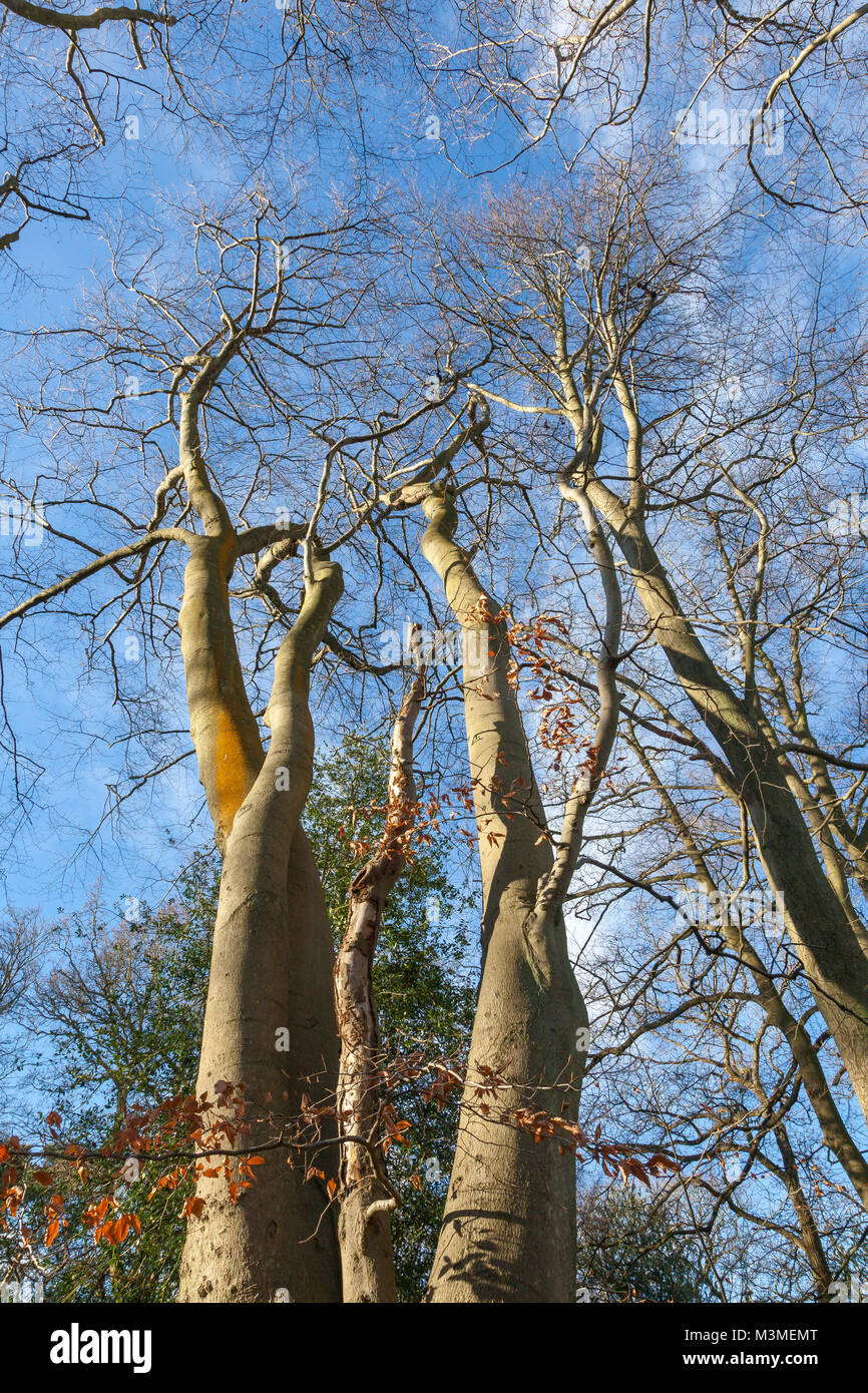 looking up into the sunlit winter trees, Keston Common near Bromley, UK ...
