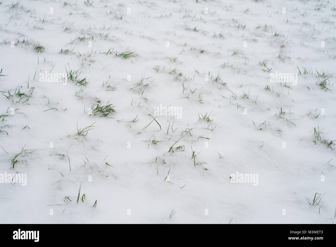 Green grass covered with first snow in the park in the winter Stock ...