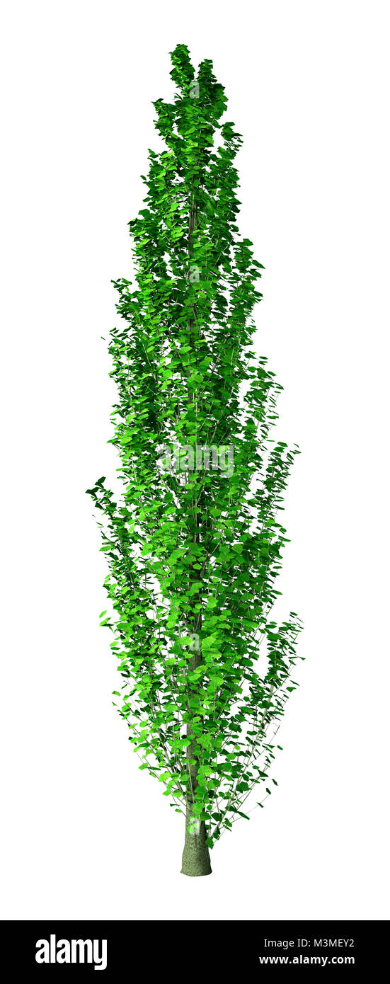 3D rendering of a green poplar tree isolated on white background Stock ...