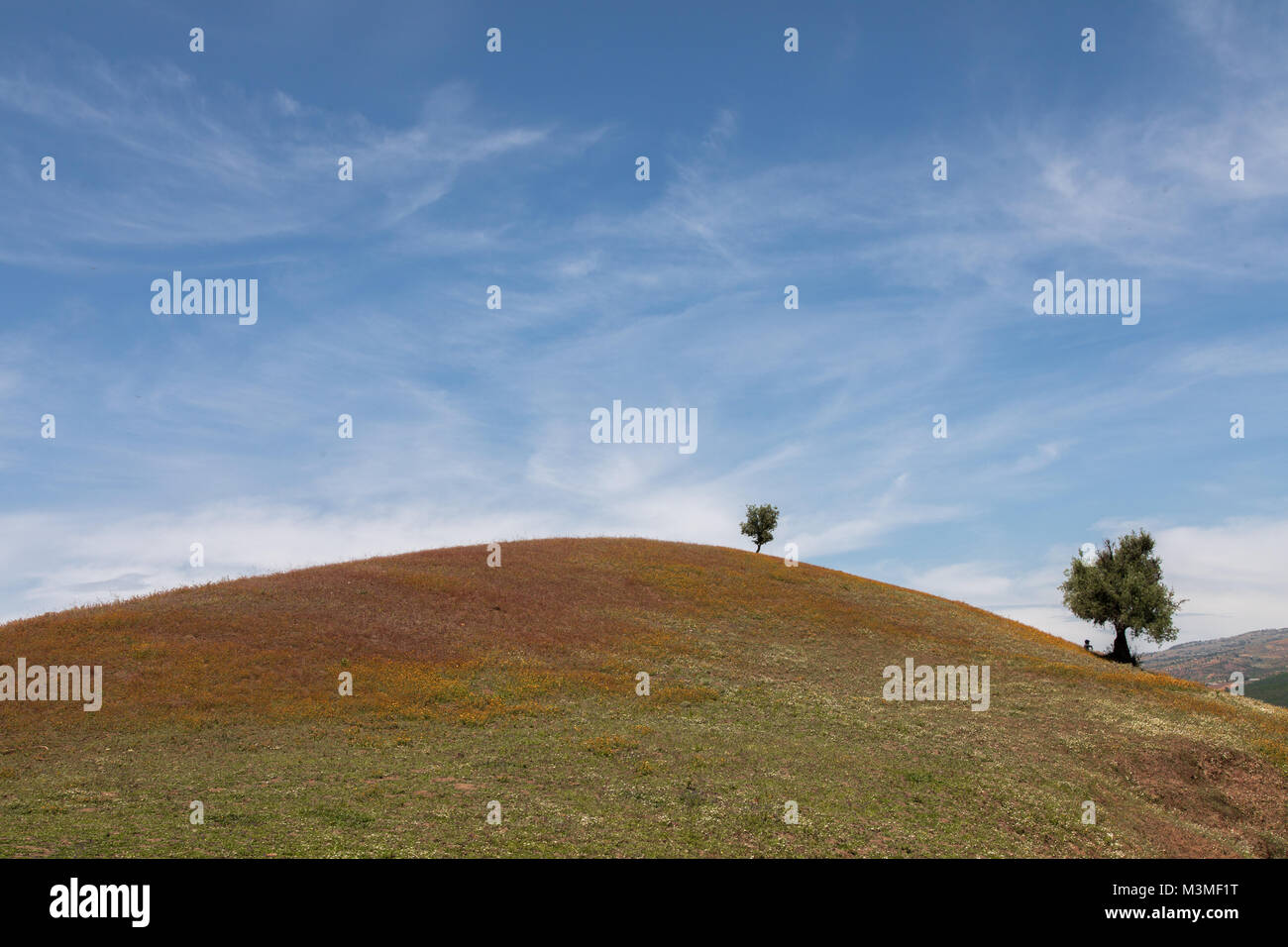 Morocco hill colorful red flowers trees kid wallpaper Stock Photo - Alamy