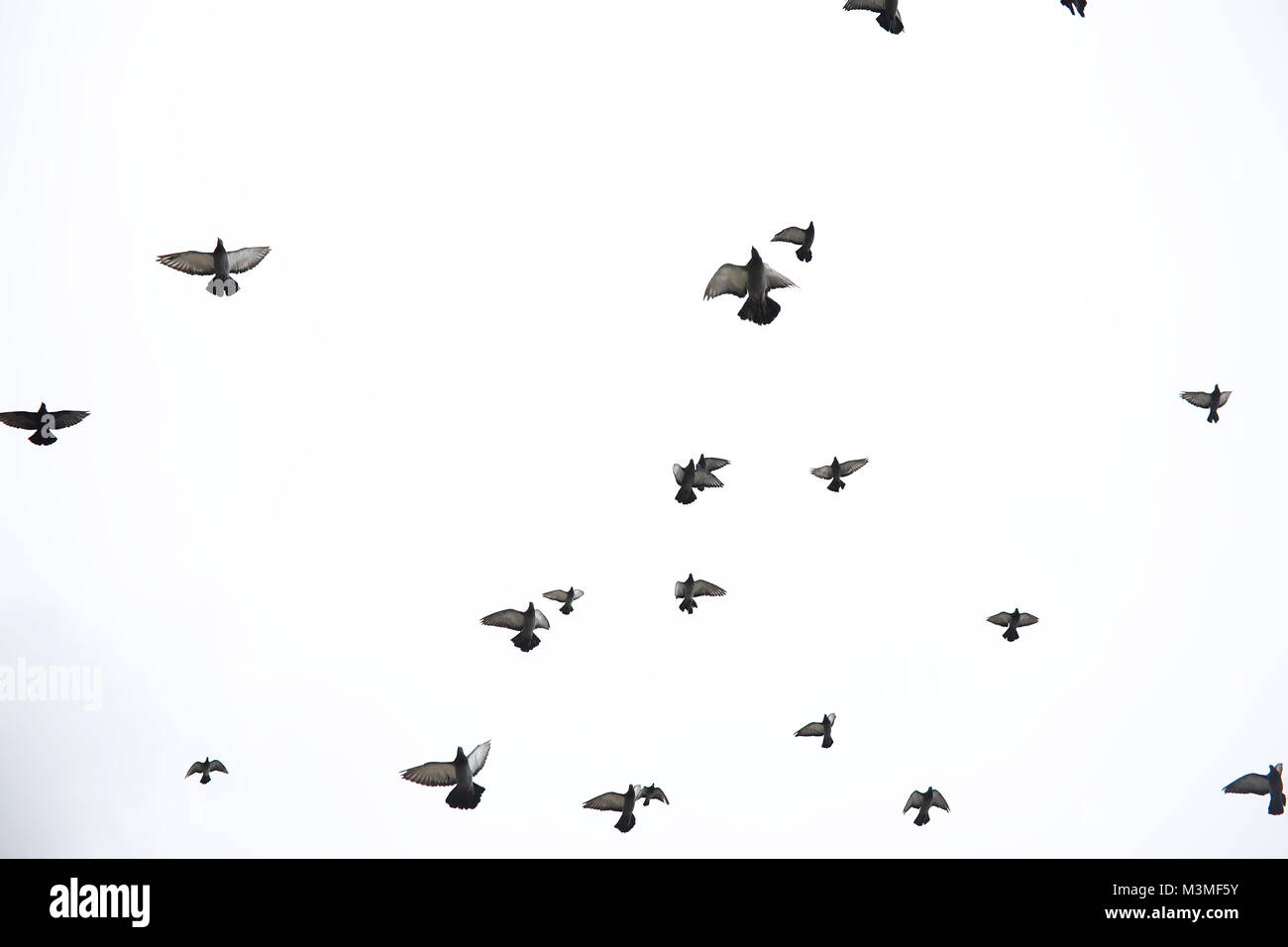 A flock of pigeons flies across the sky. Birds fly against the s Stock ...