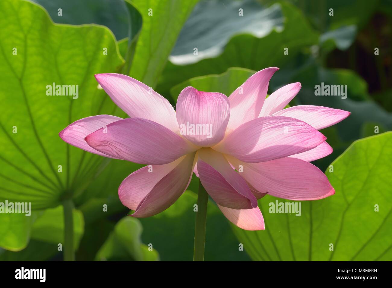 Japanese Flowers Lotus