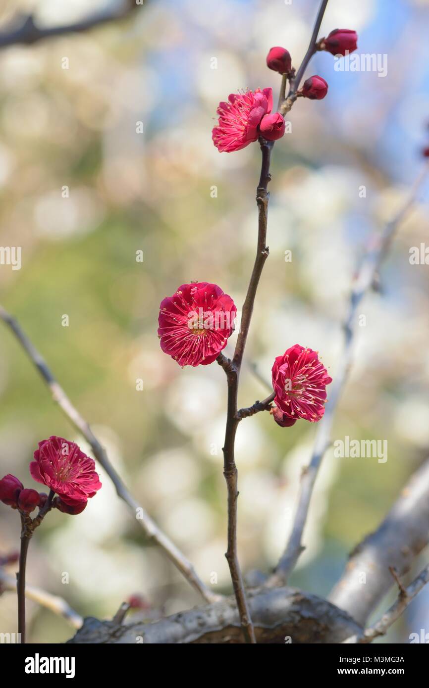 Nature background of Japanese Red Plum Blossoms Stock Photo - Alamy