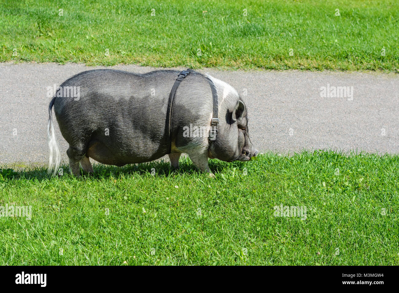 A domestic hawk walks along the path of the town of Jarvenpaa on a ...