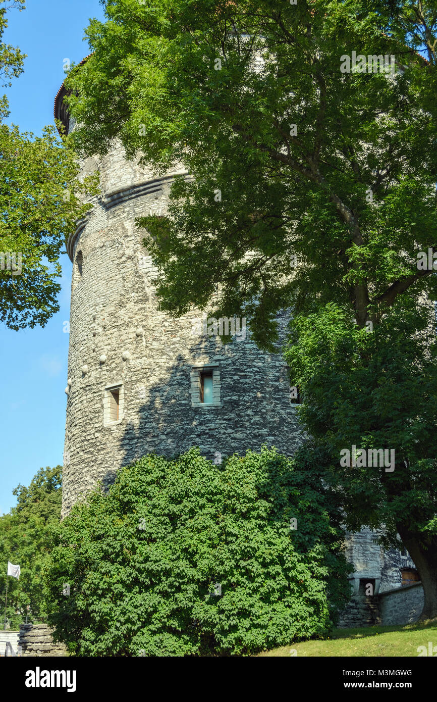 The fortress tower of the old city of Tallinn is among the trees in a ...