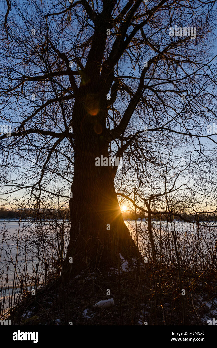 colorful winter sunset with light rays coming through the trees on the ...
