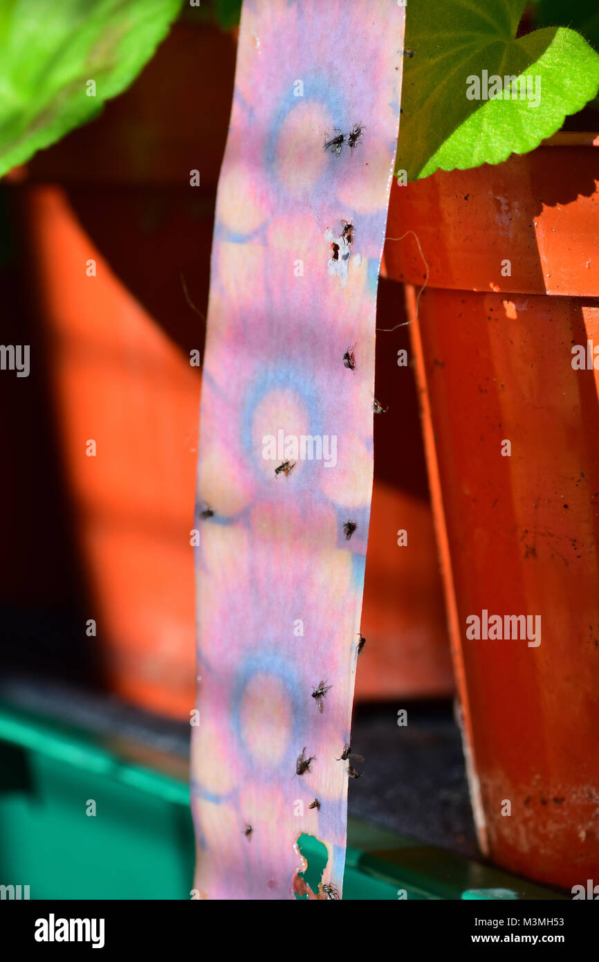 Sticky fly trap tape Stock Photo - Alamy