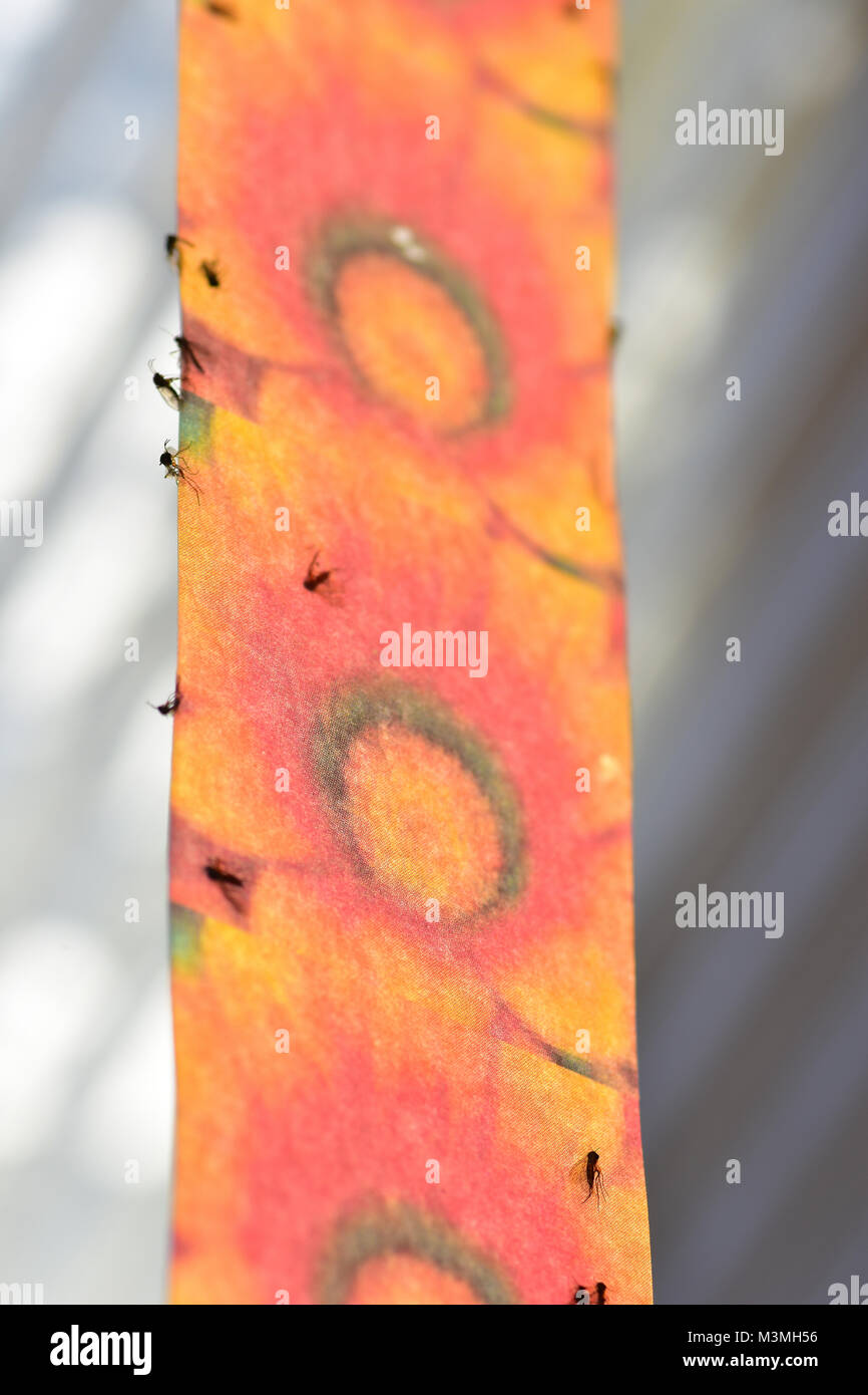 Sticky fly trap tape Stock Photo - Alamy