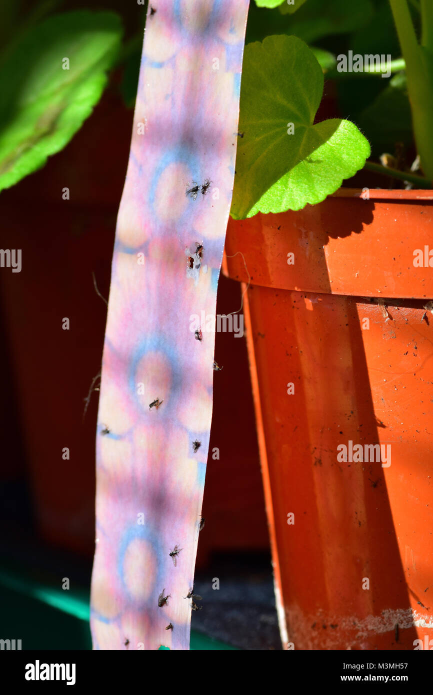 Sticky fly trap tape Stock Photo - Alamy