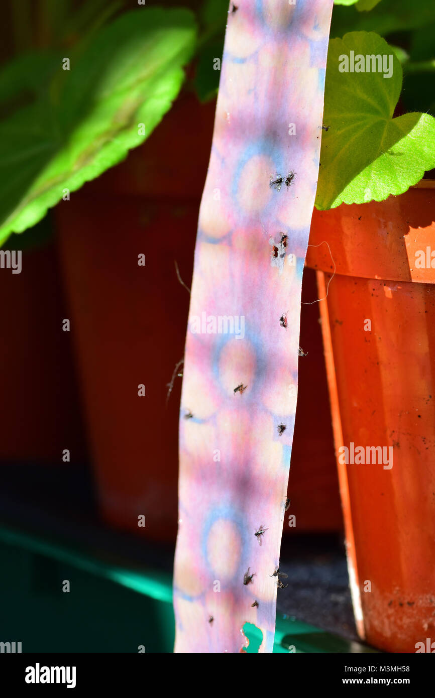 Sticky fly trap tape Stock Photo - Alamy