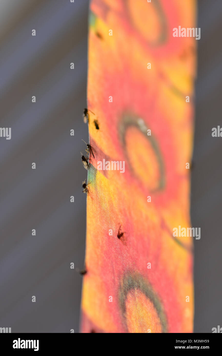 Sticky fly trap tape Stock Photo - Alamy