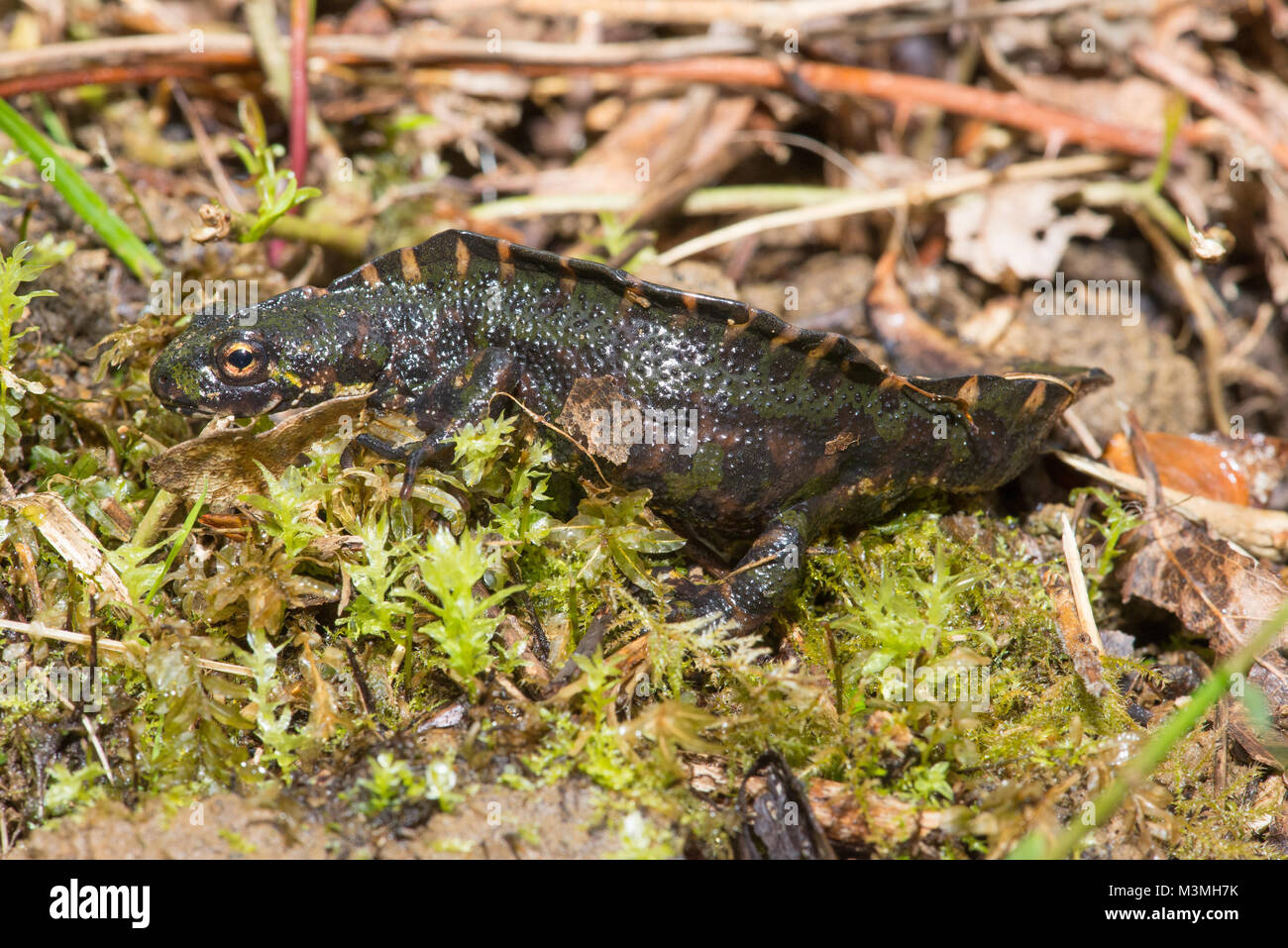 European newt species hi-res stock photography and images - Alamy