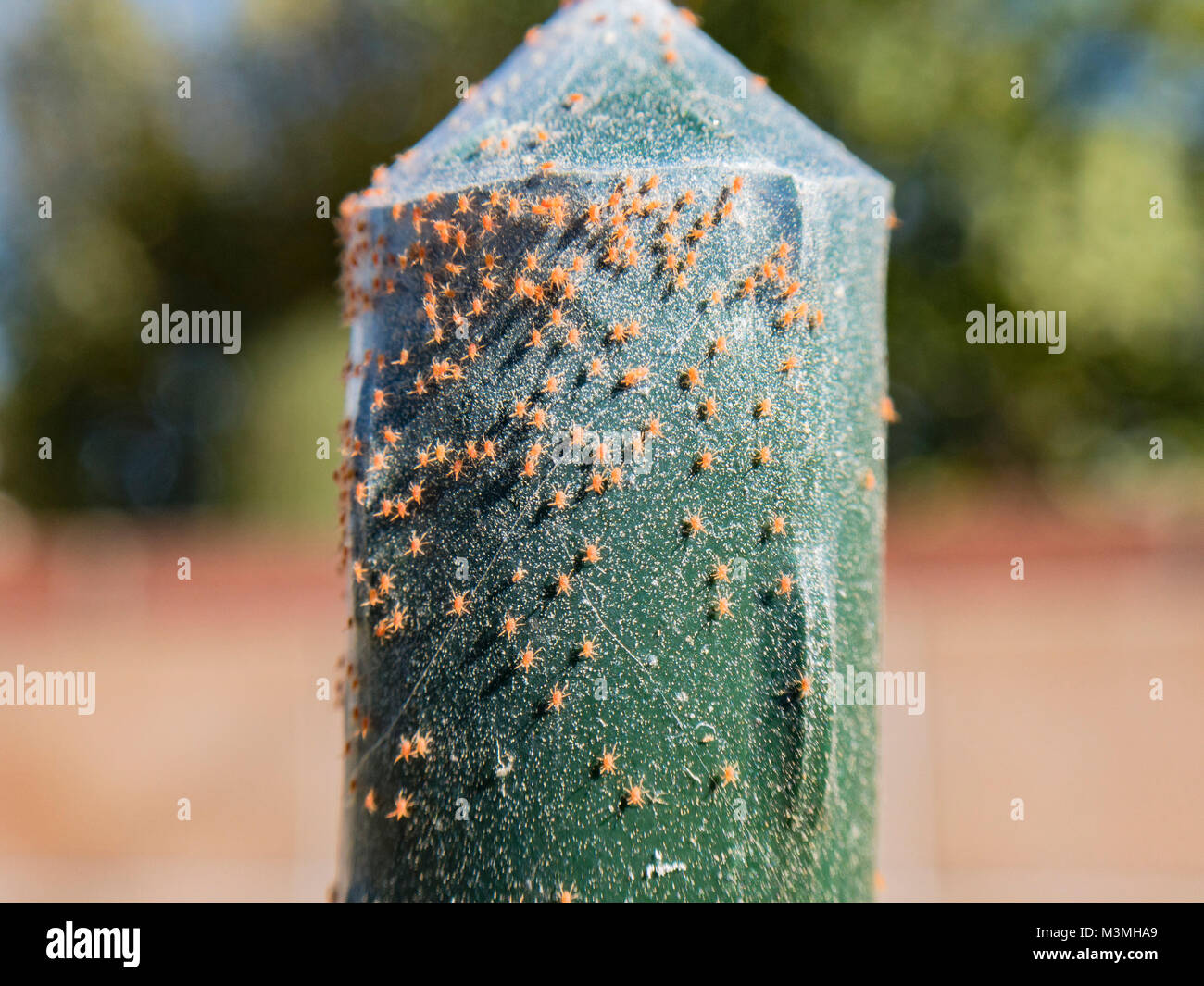 Pests - small red spider on the tomato plant, harming the plant Stock ...