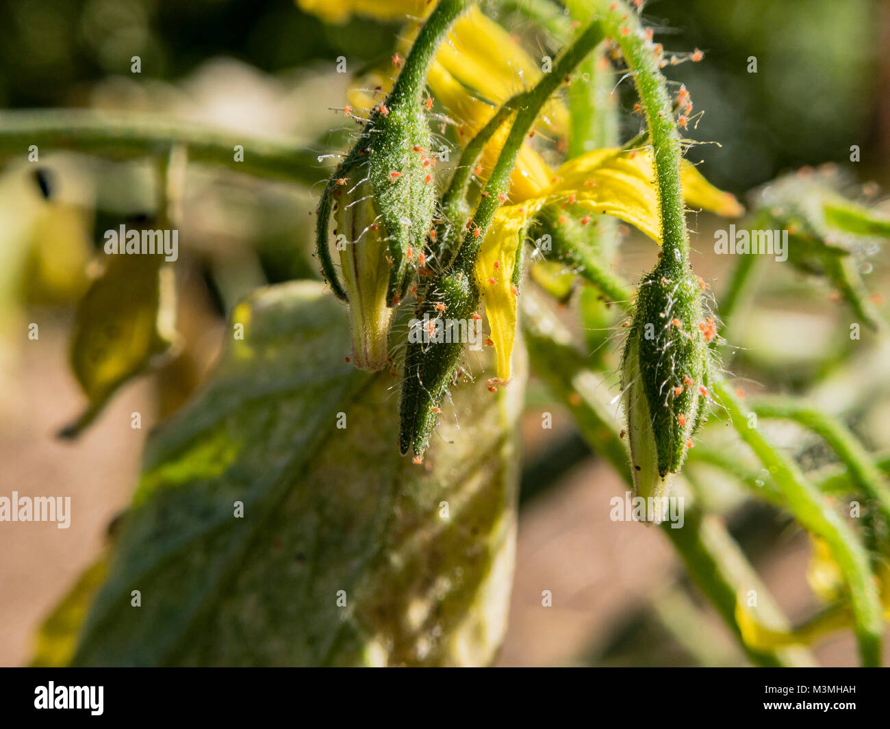 Pests - small red spider on the tomato plant, harming the plant Stock ...